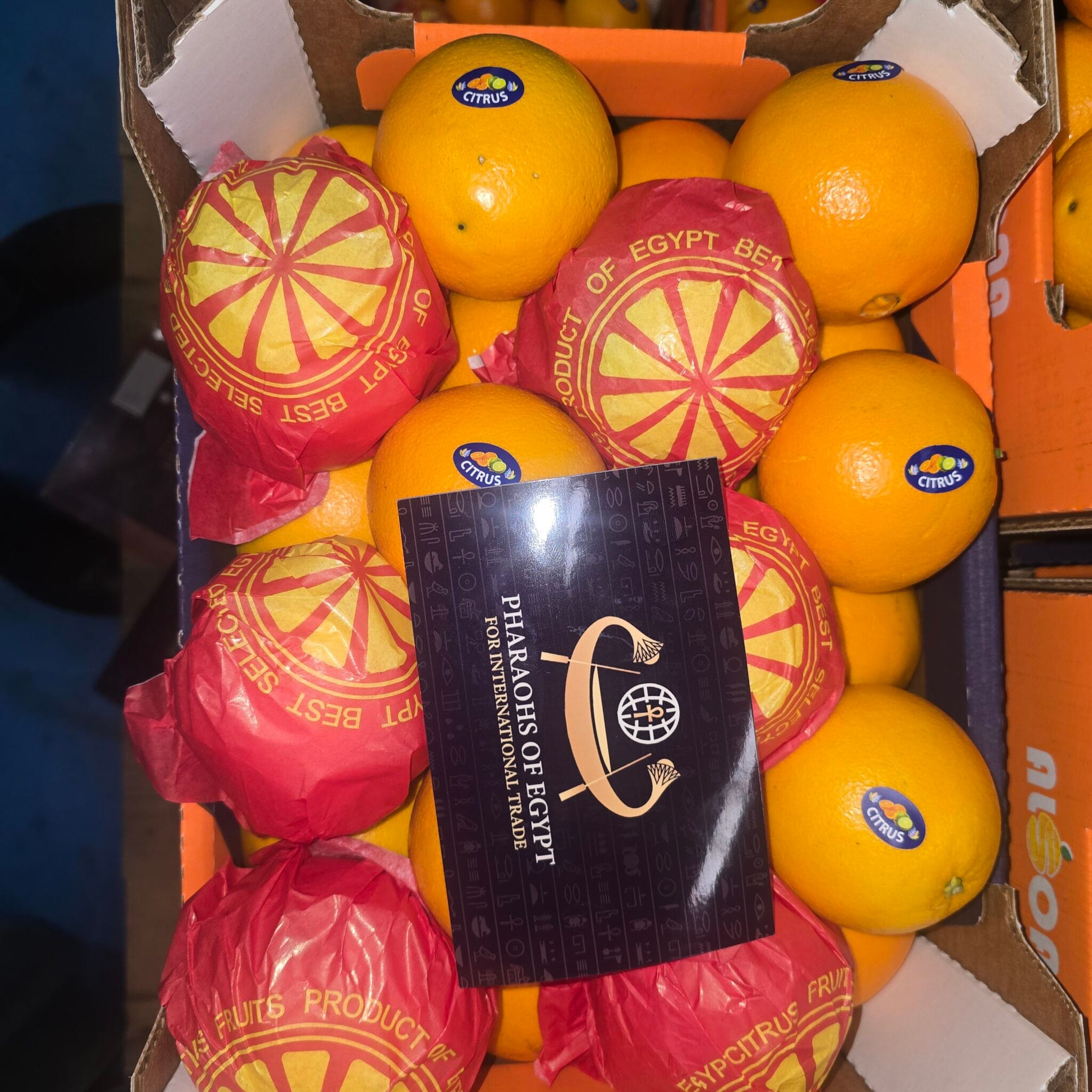 Naranjas Egipcias Listas para Importar | PEI Trade 2026